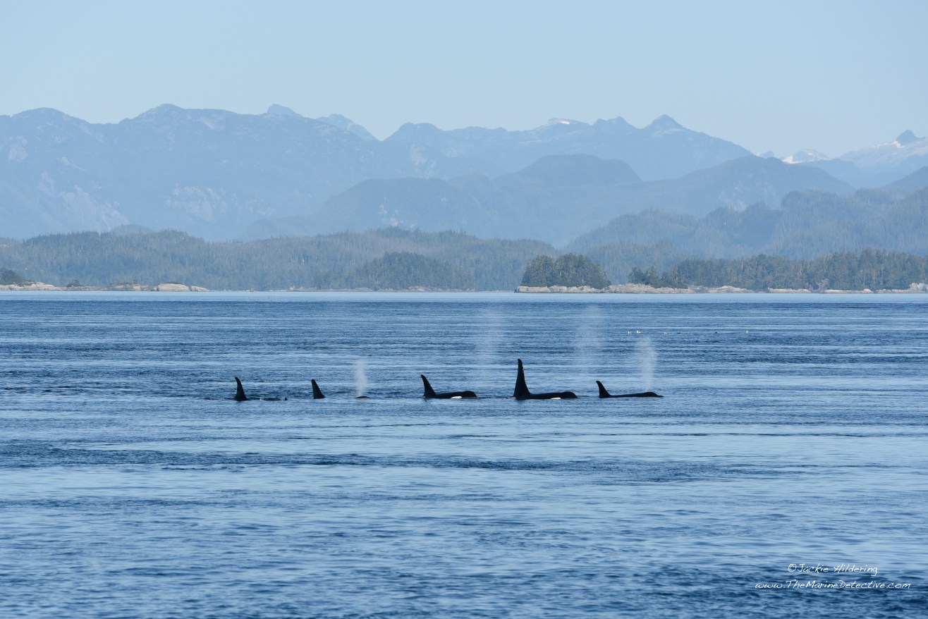 Breath-Taking Beauty . . . Orca Resting Lines | The Marine Detective