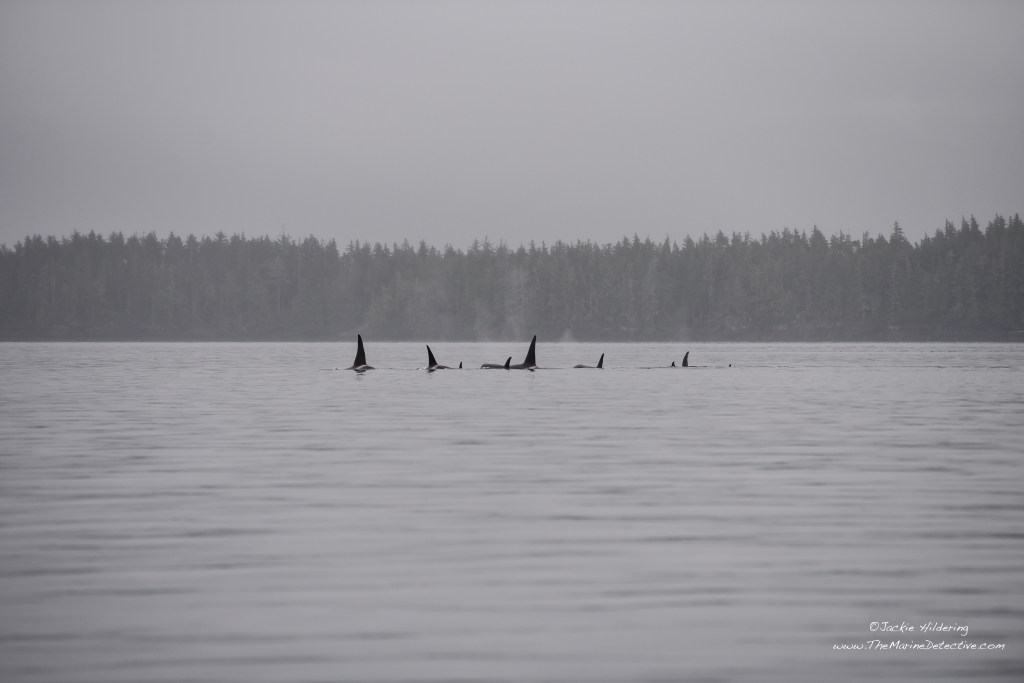 Breath-Taking Beauty . . . Orca Resting Lines | The Marine Detective