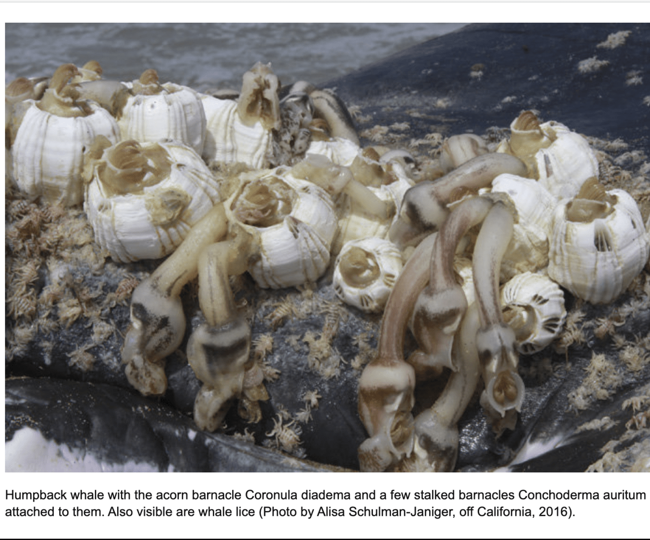 Humpback Whale Gooseneck Barnacles?! | The Marine Detective