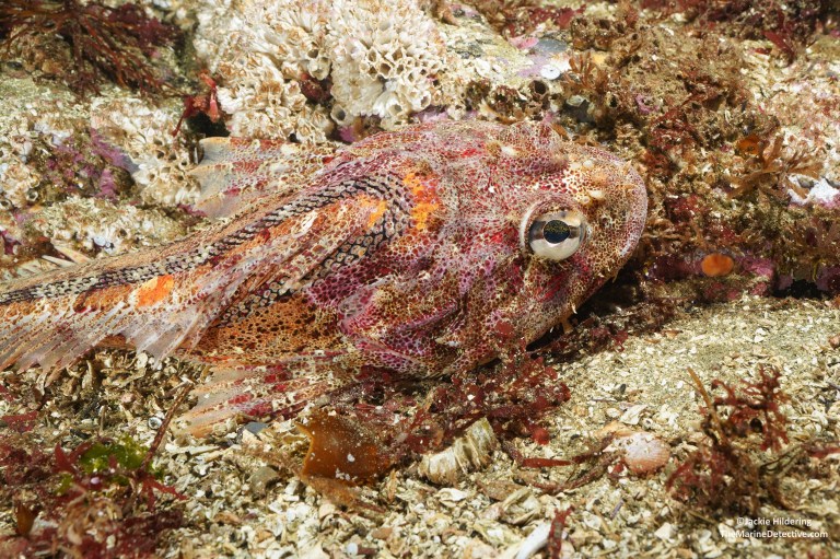In the Eye of the Lord (the Red Irish Lord that is!) | The Marine Detective