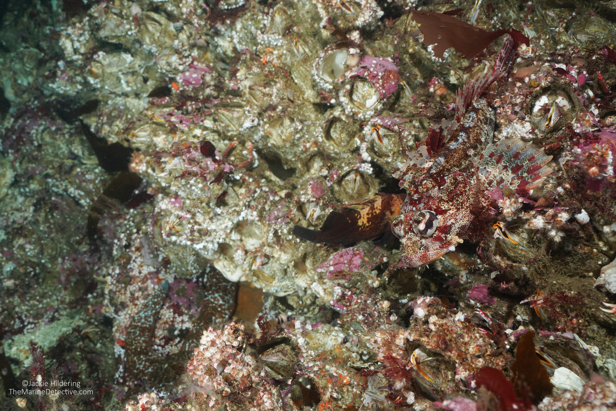 In the Eye of the Lord (the Red Irish Lord that is!) | The Marine Detective