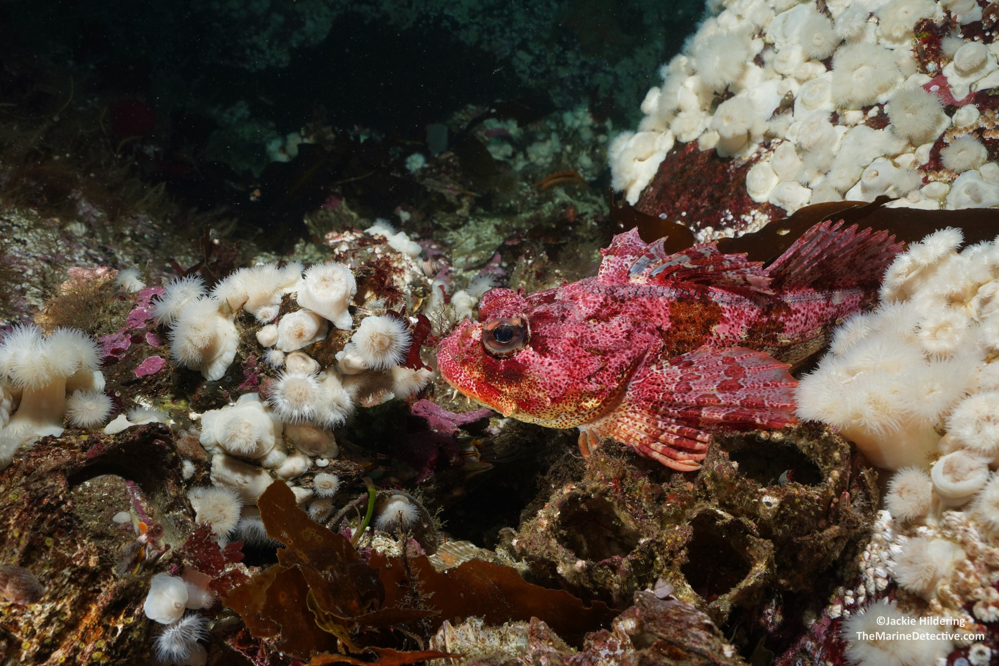 In the Eye of the Lord (the Red Irish Lord that is!) | The Marine Detective