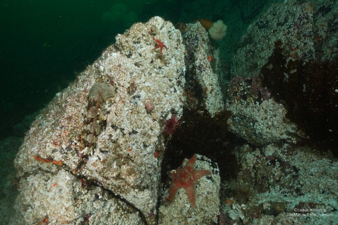 In the Eye of the Lord (the Red Irish Lord that is!) | The Marine Detective