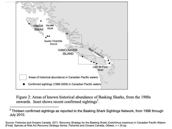 Basking in History – The Reality of B.C.’s Basking Sharks | The Marine ...