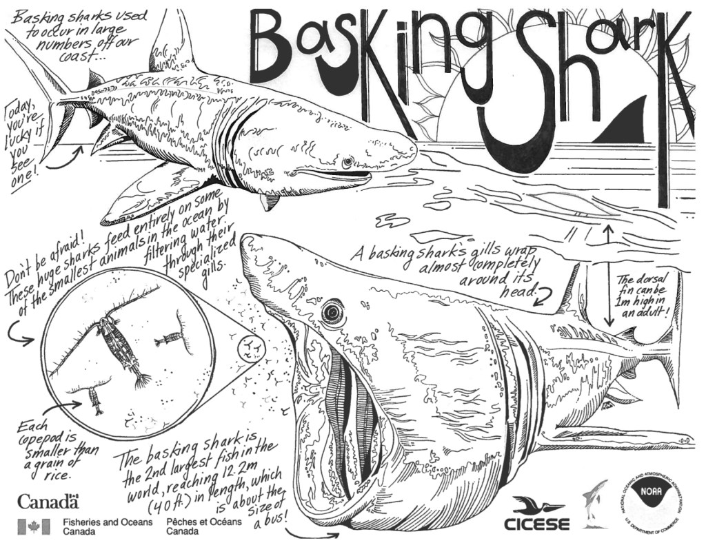 Basking in History – The Reality of B.C.’s Basking Sharks | The Marine ...