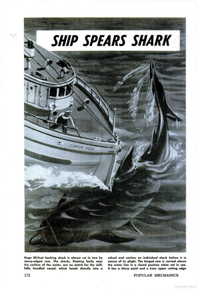 Sharks | The Marine Detective