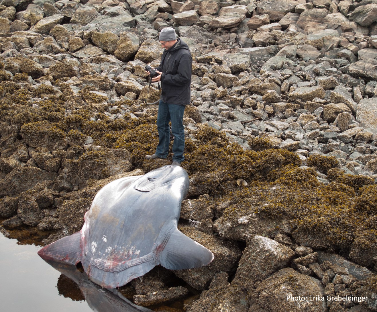 Holy Mola! | The Marine Detective
