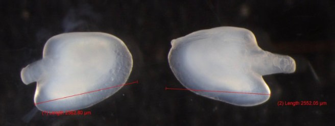 Very Rare Fish Find: King-Of-The-Salmon (Trachipterus altivelis) | The ...