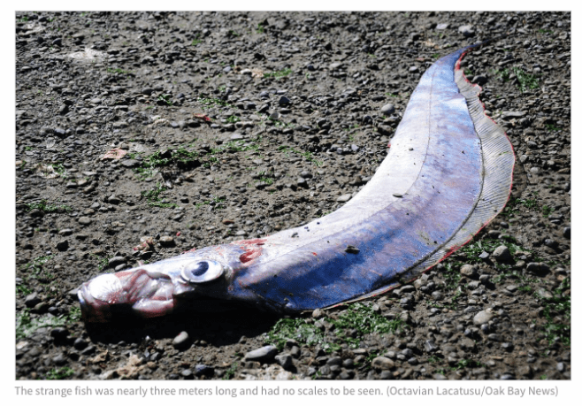 Very Rare Fish Find: King-Of-The-Salmon (Trachipterus altivelis) | The ...