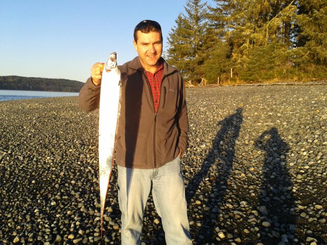 Very Rare Fish Find: King-Of-The-Salmon (Trachipterus altivelis) | The ...