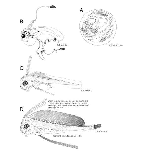 Very Rare Fish Find: King-Of-The-Salmon (Trachipterus altivelis) | The ...