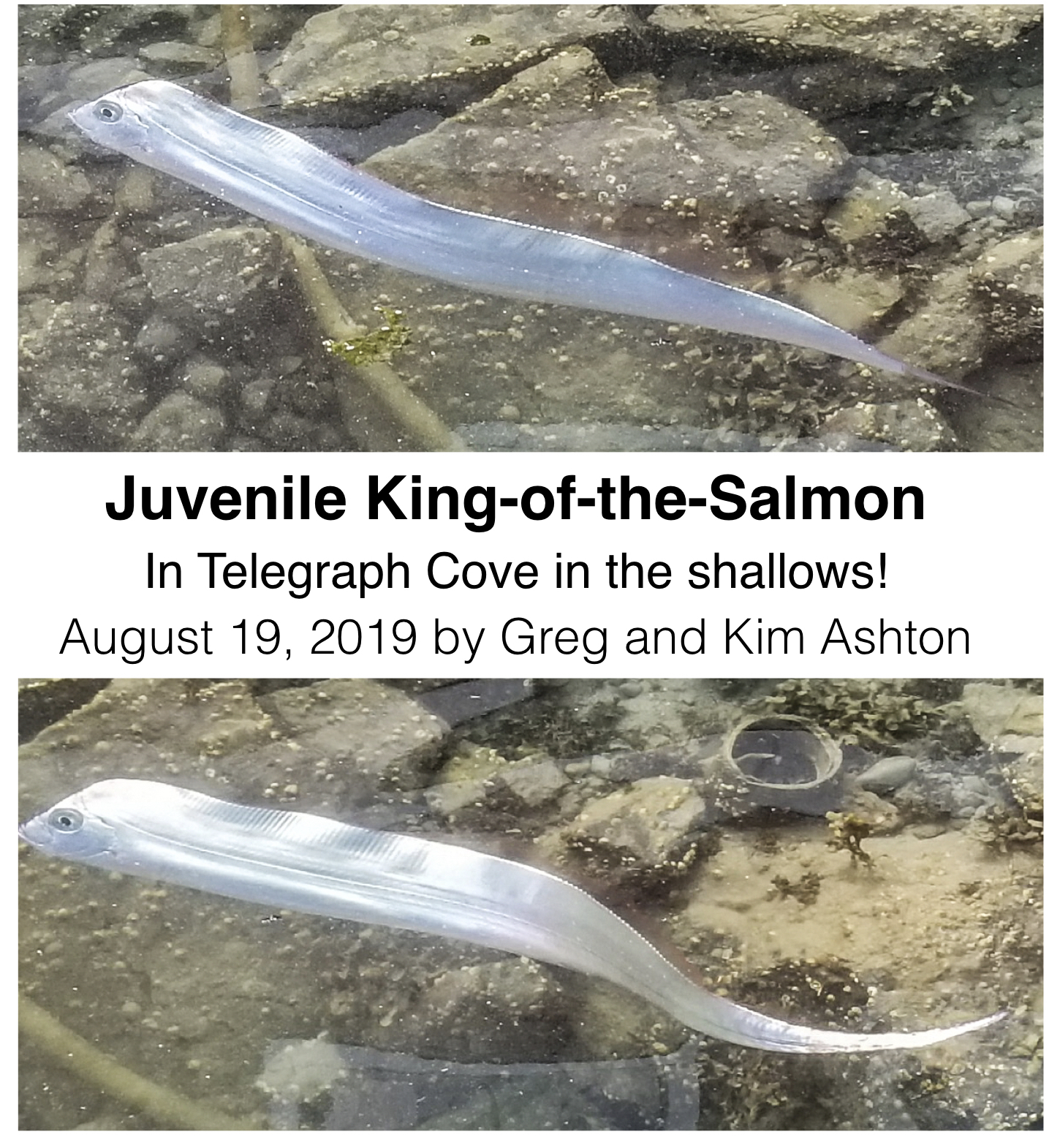 Very Rare Fish Find: King-Of-The-Salmon (Trachipterus altivelis) | The ...