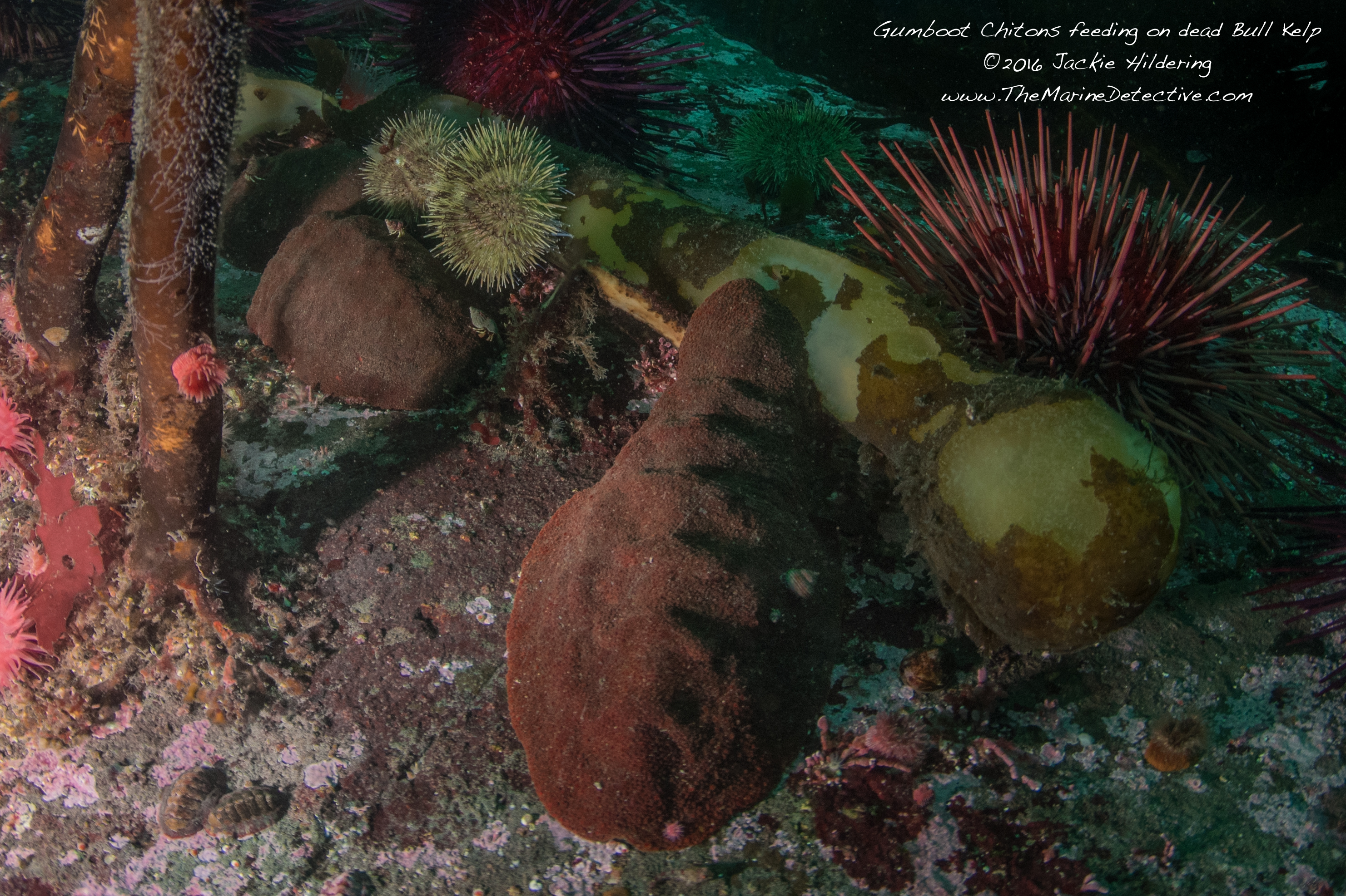 Gumboot Chitons Spawning! | The Marine Detective