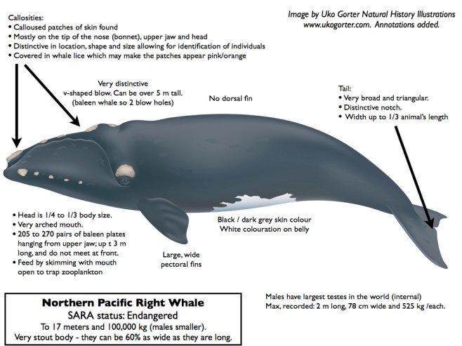 North Pacific Right Whale | The Marine Detective