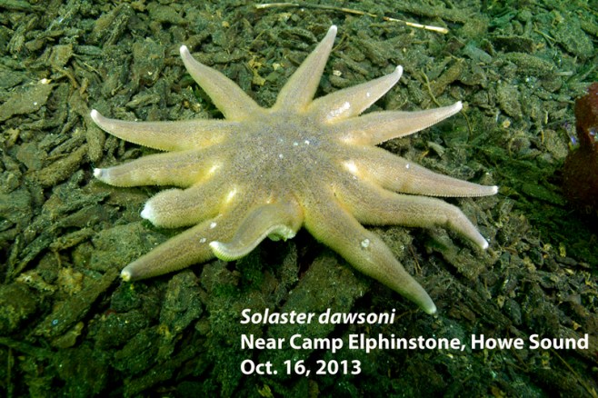 Wasted. What is happening to the sea stars of the northeast Pacific ...