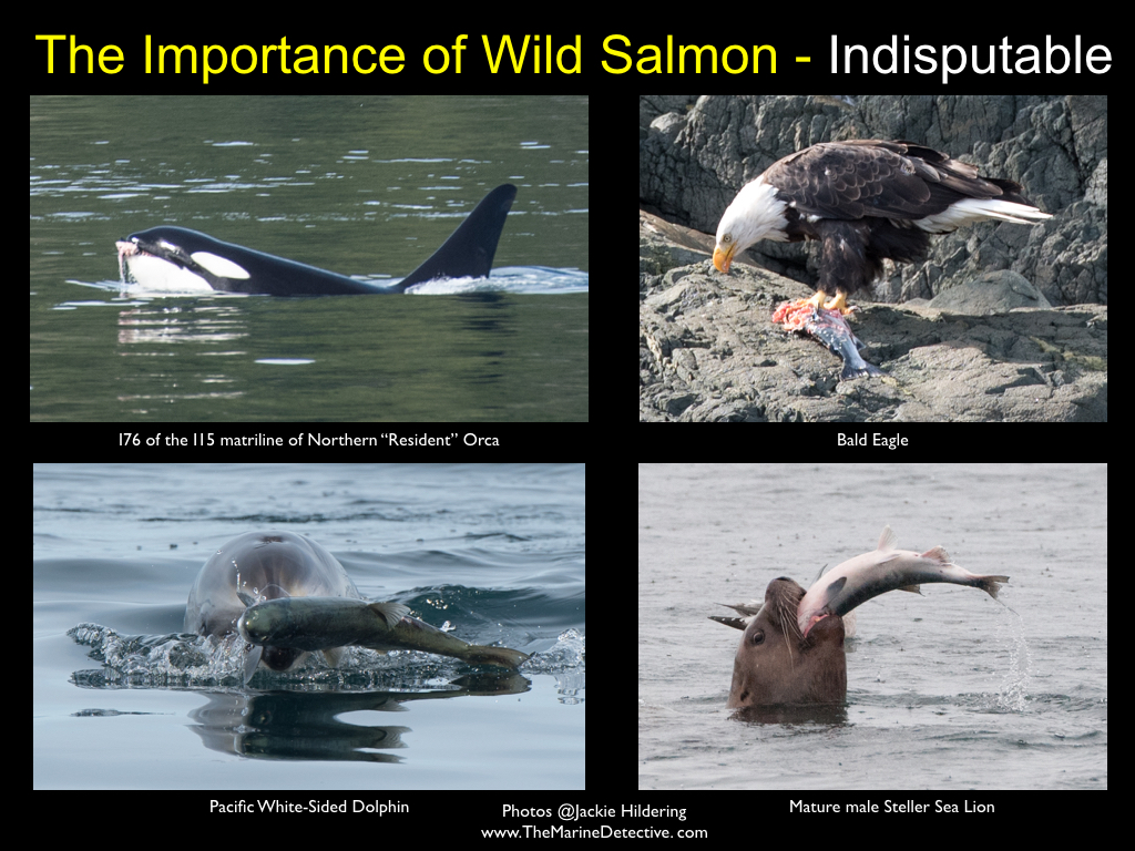 A World Without Salmon . . . .?! | The Marine Detective