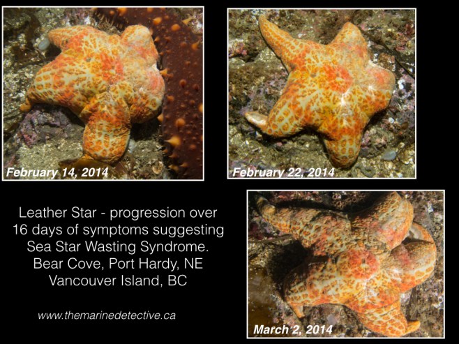 Sea star wasting syndrome | The Marine Detective
