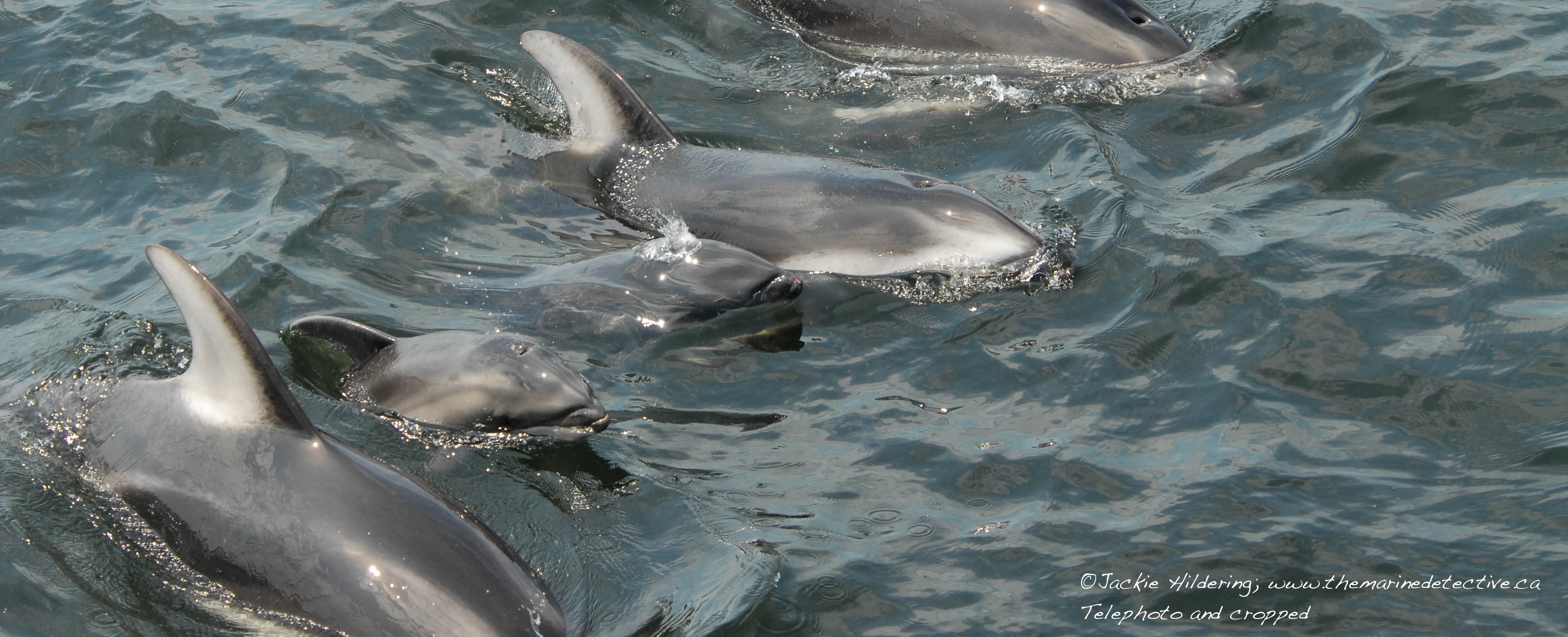 Cetaceans – Male or Female? How to Know? | The Marine Detective