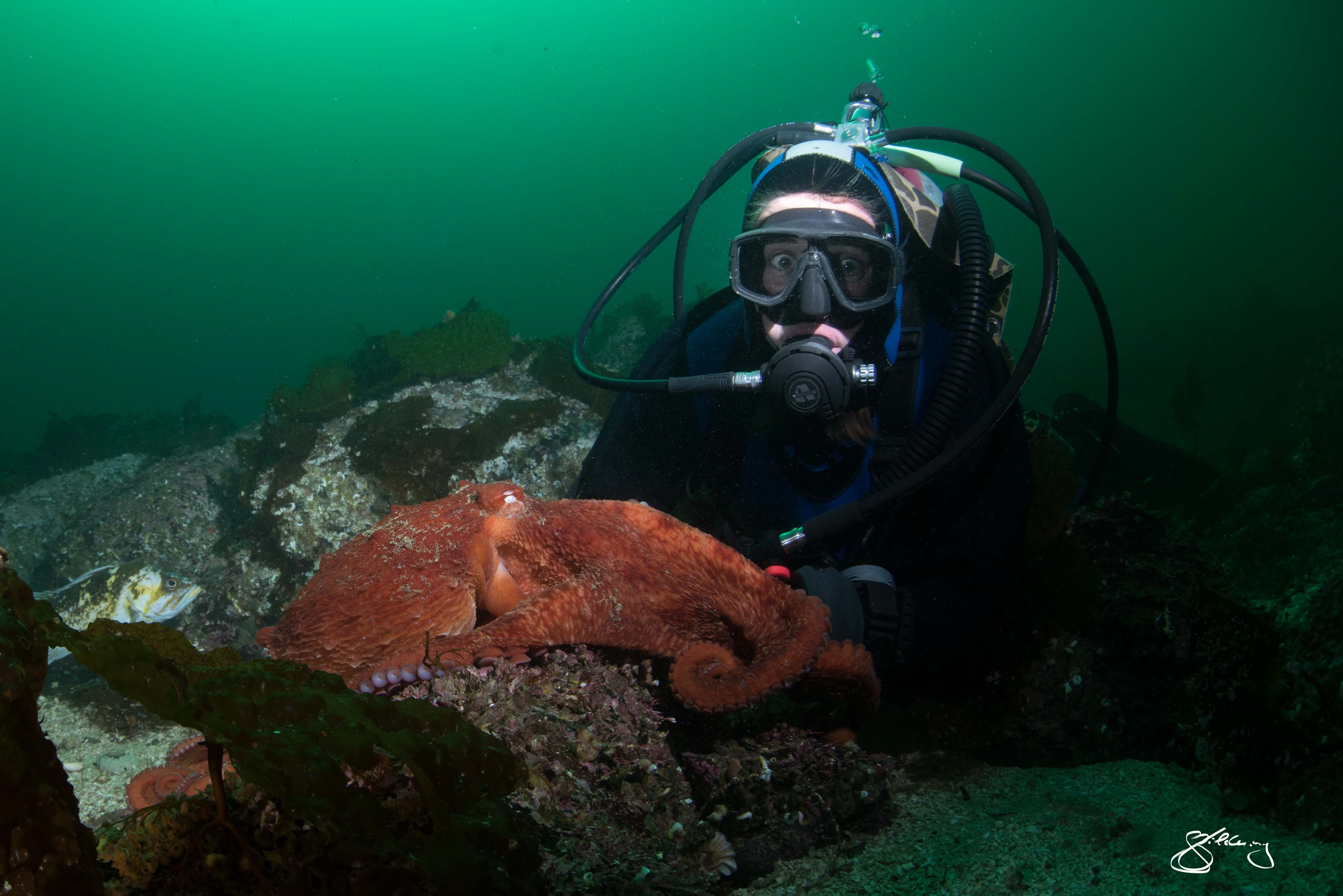 Gentle Giants. What to do when you find your dive buddy with a Giant ...