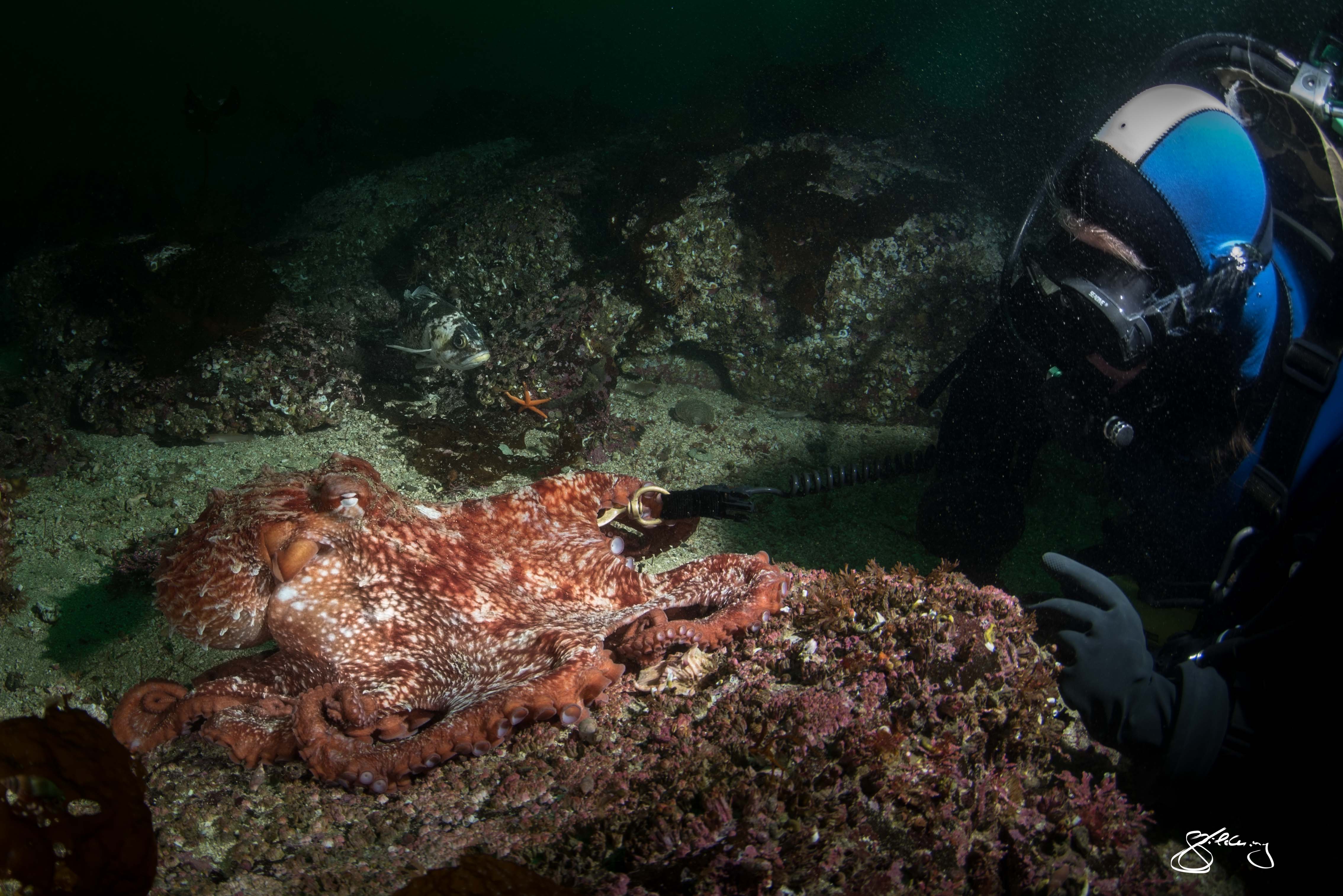 Gentle Giants. What to do when you find your dive buddy with a Giant ...