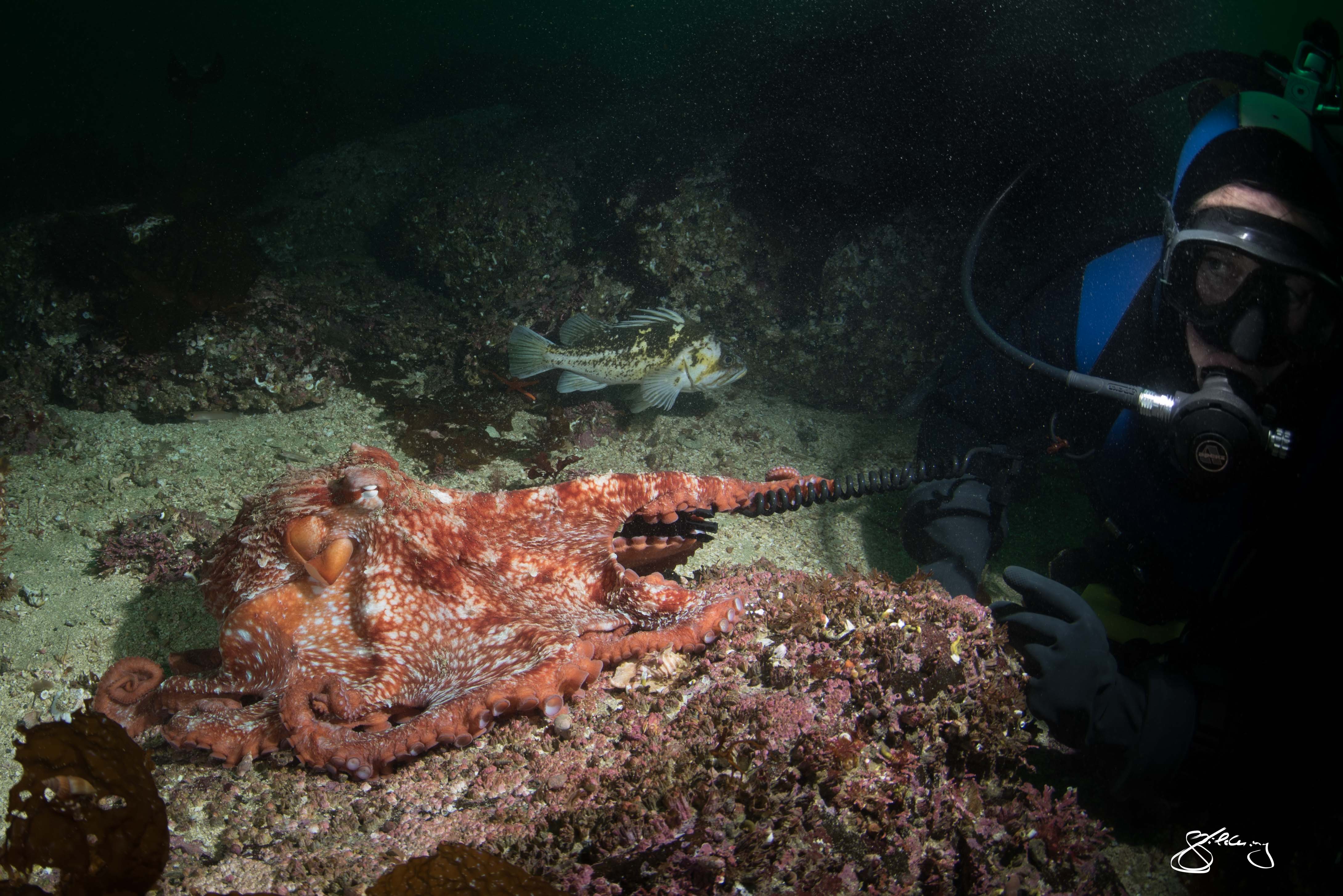 Gentle Giants. What to do when you find your dive buddy with a Giant ...