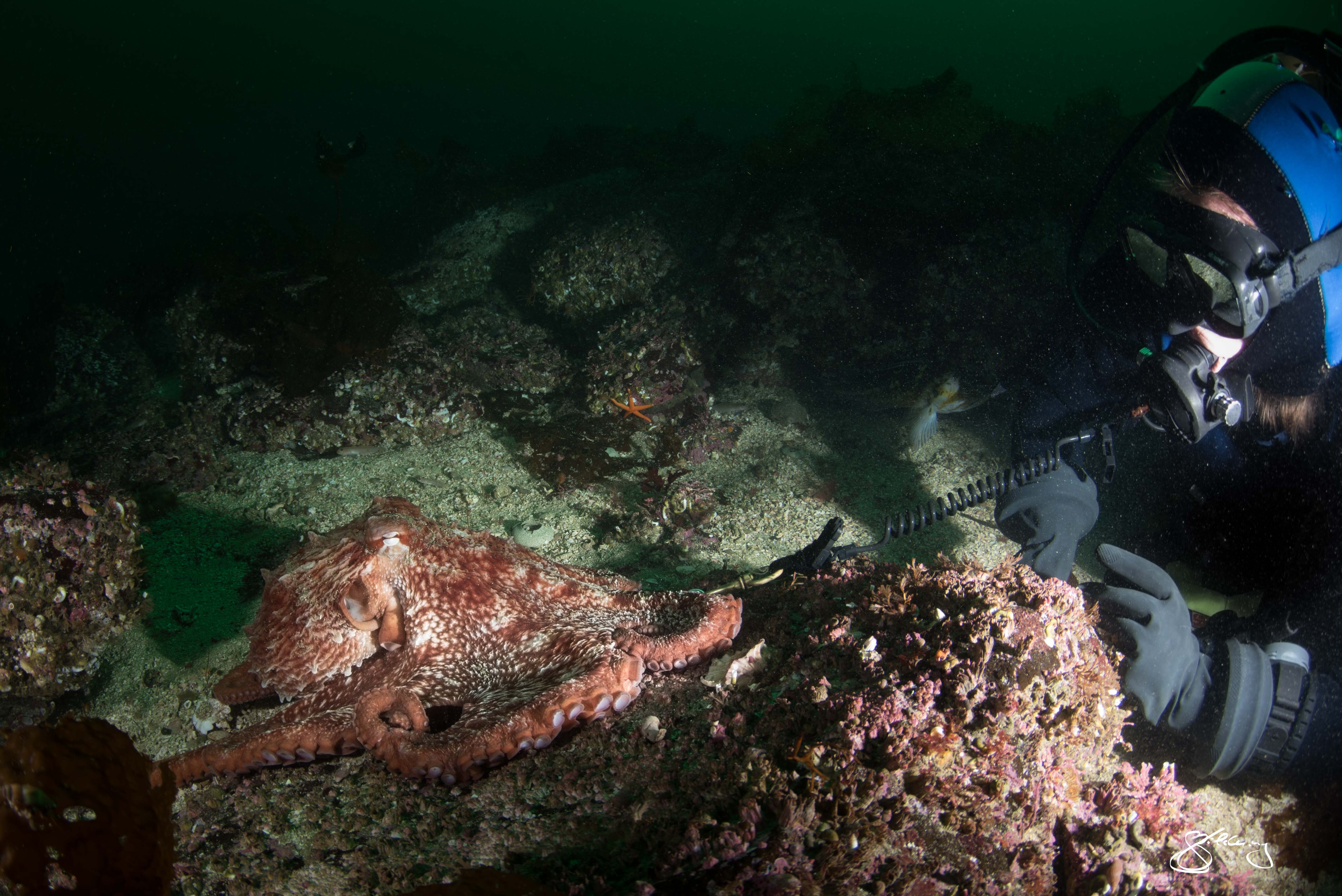 Gentle Giants. What to do when you find your dive buddy with a Giant ...