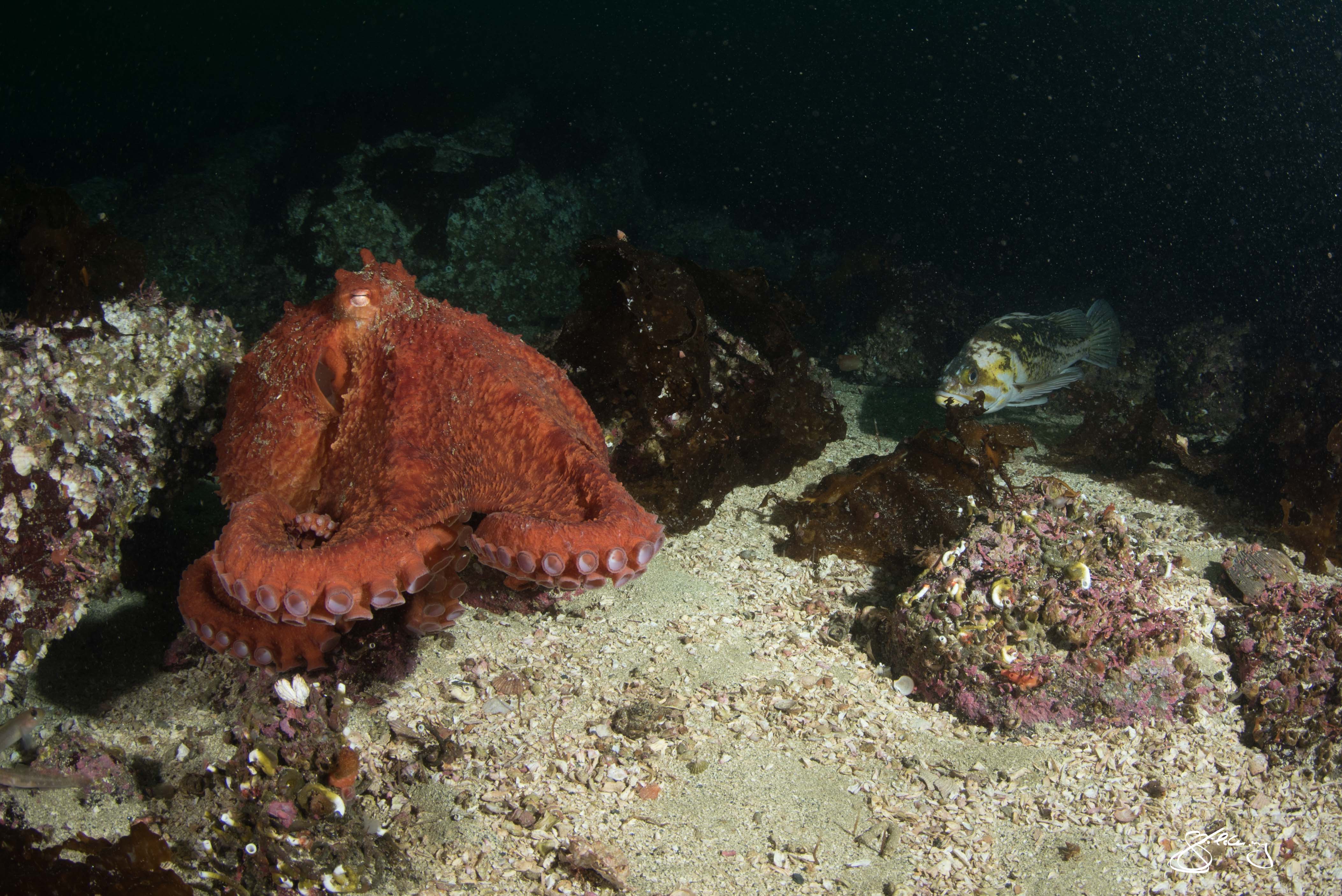 Gentle Giants. What to do when you find your dive buddy with a Giant ...
