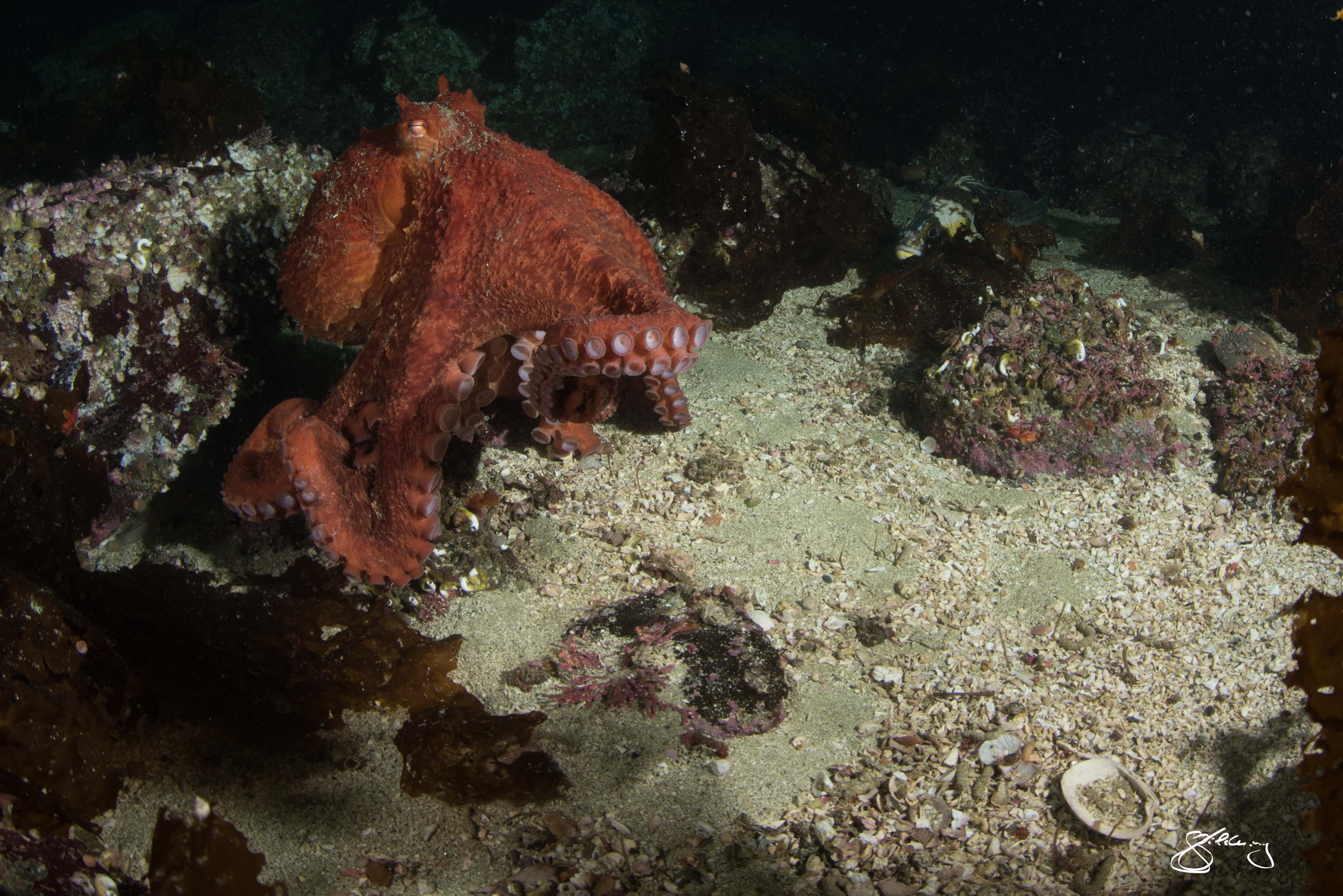 Gentle Giants. What to do when you find your dive buddy with a Giant ...
