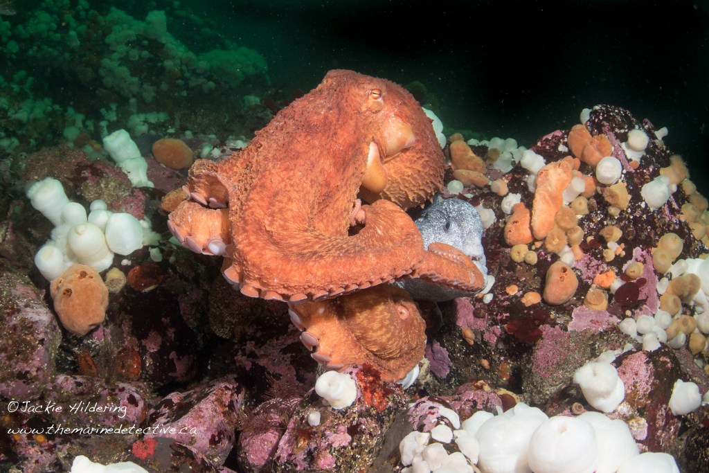 Remarkable Giant Pacific Octopus and Wolf-Eel Encounter | The Marine ...