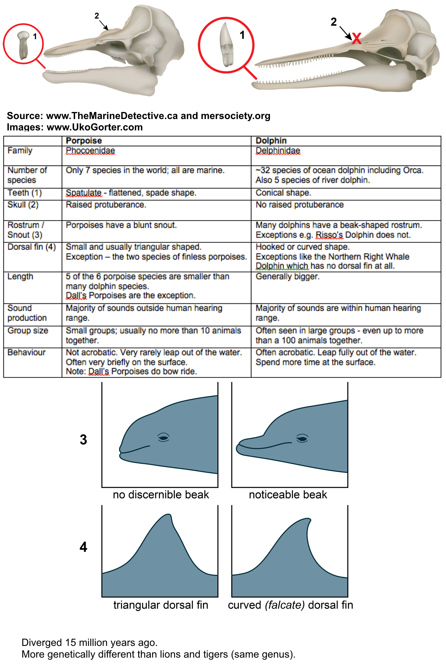 Porpoise-full Blog! | The Marine Detective