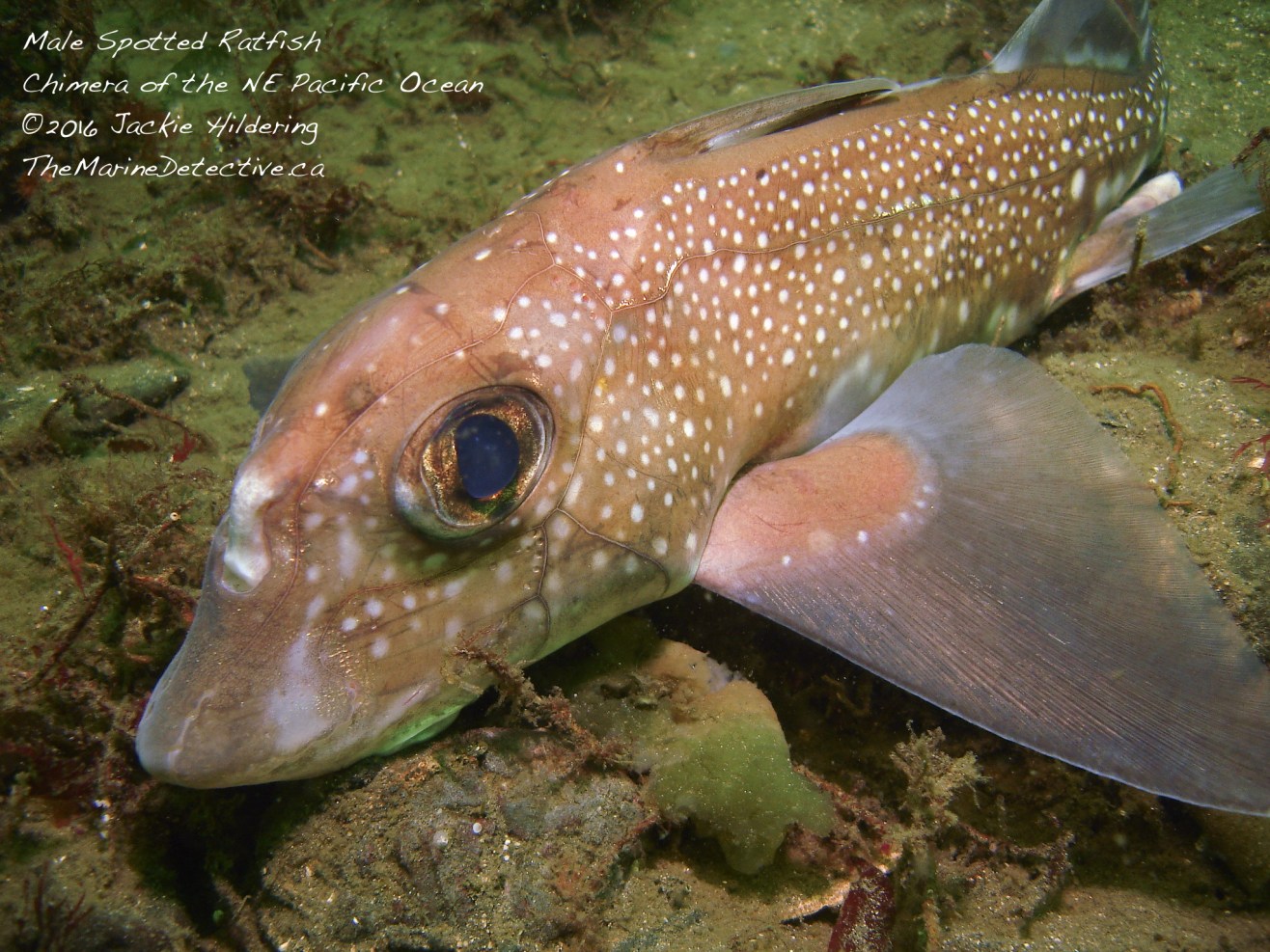 Ratfish / Chimera | The Marine Detective