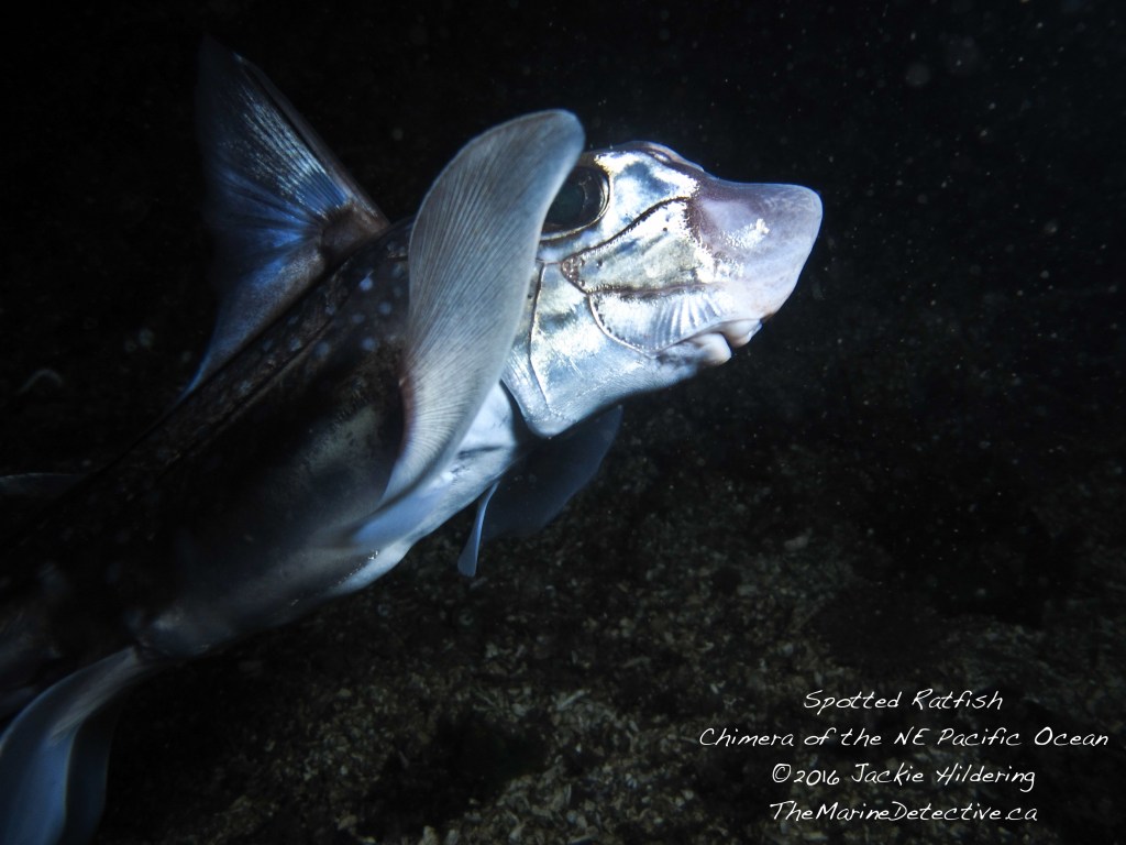 Ratfish / Chimera | The Marine Detective