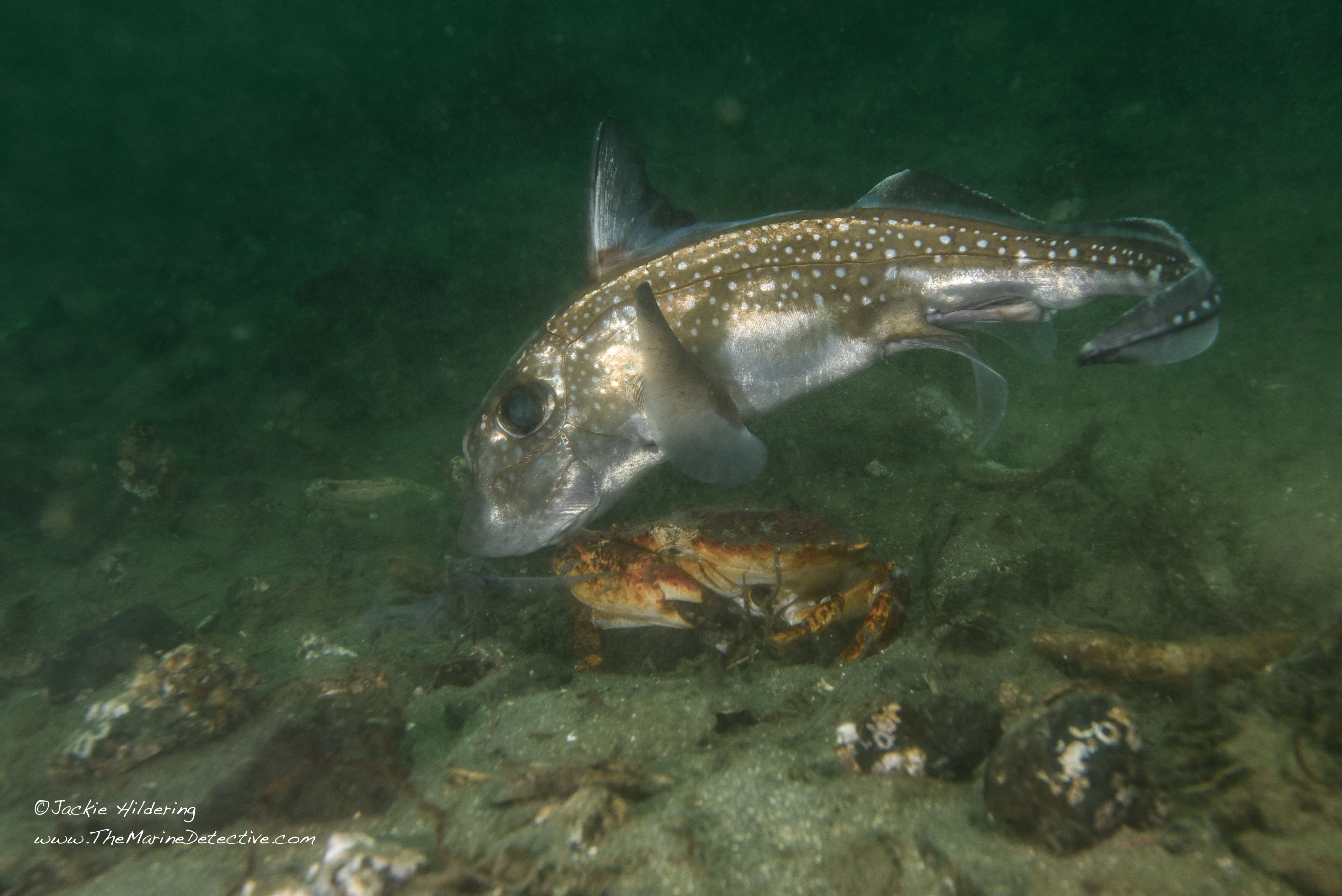 Ratfish / Chimera | The Marine Detective