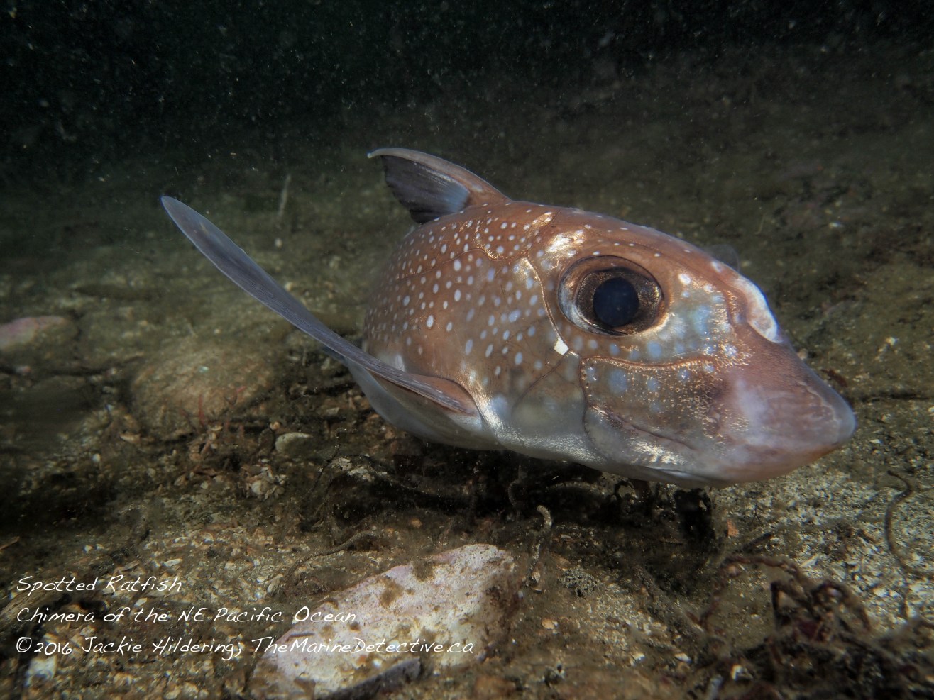 Ratfish / Chimera | The Marine Detective