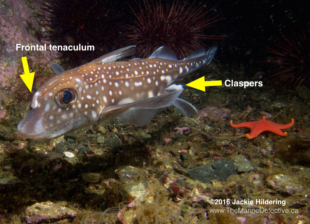 Ratfish / Chimera | The Marine Detective