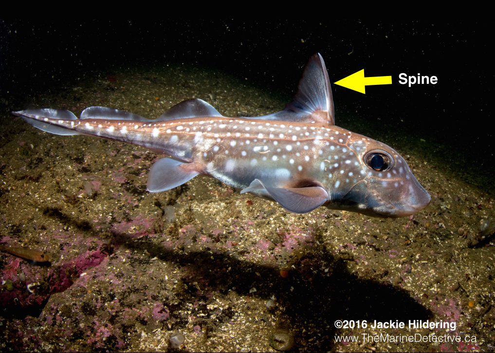 Ratfish / Chimera | The Marine Detective