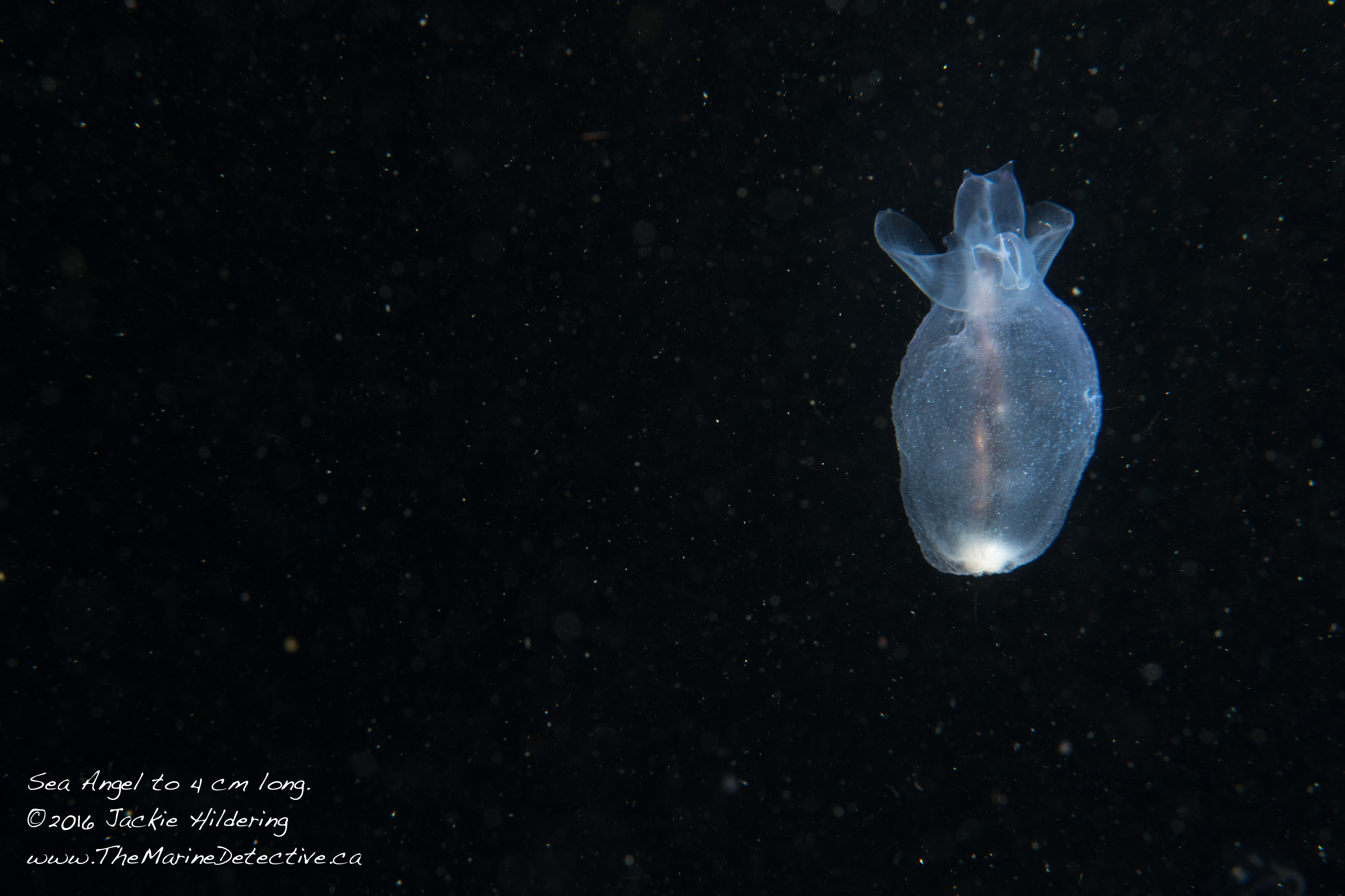 Sea Angels and Sea Butterflies?! | The Marine Detective