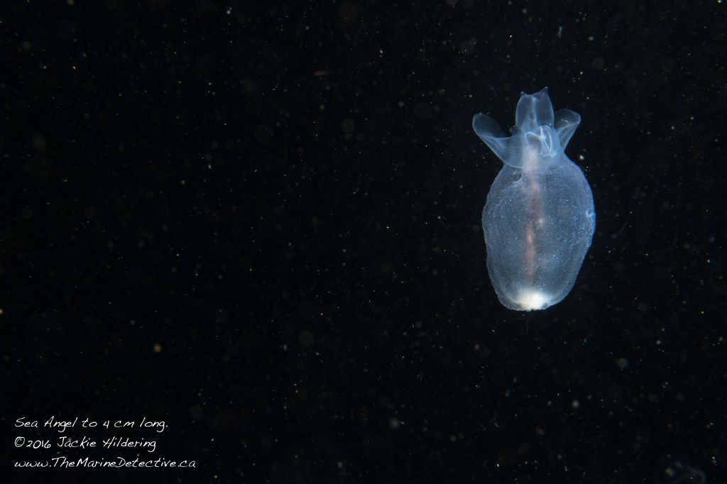 Sea Angels and Sea Butterflies?! | The Marine Detective