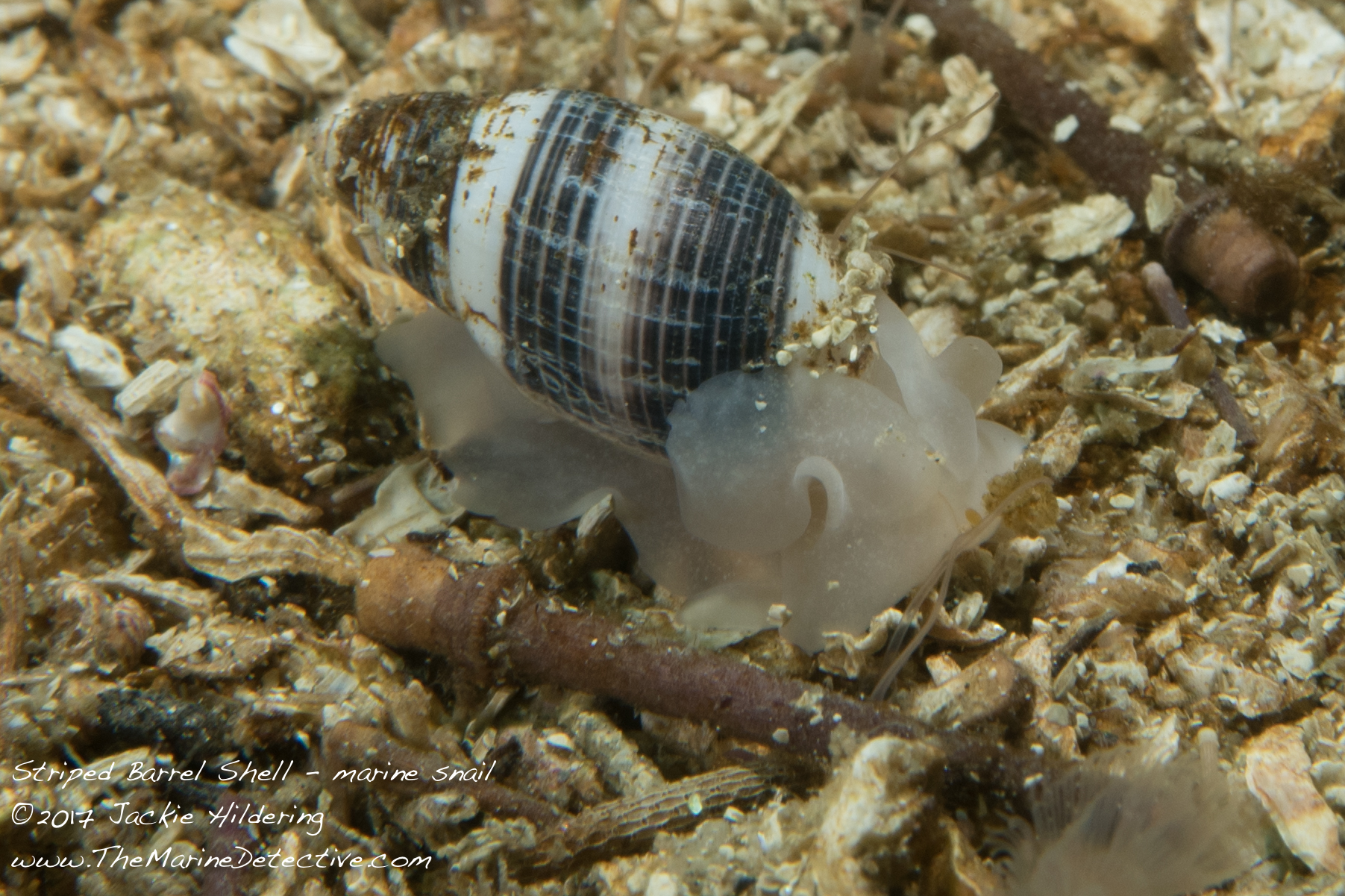 Shelled Sea Slug! A small mystery solved. | The Marine Detective