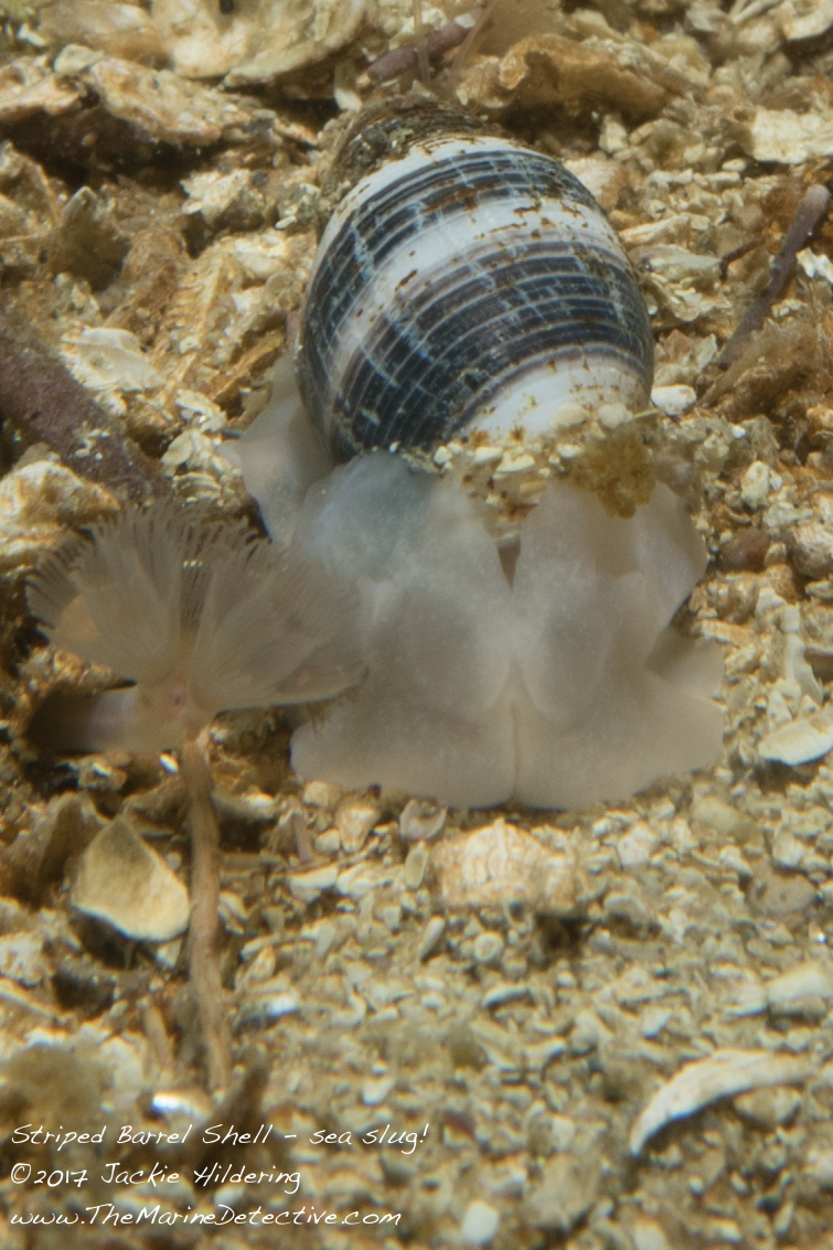 Shelled Sea Slug! A small mystery solved. | The Marine Detective