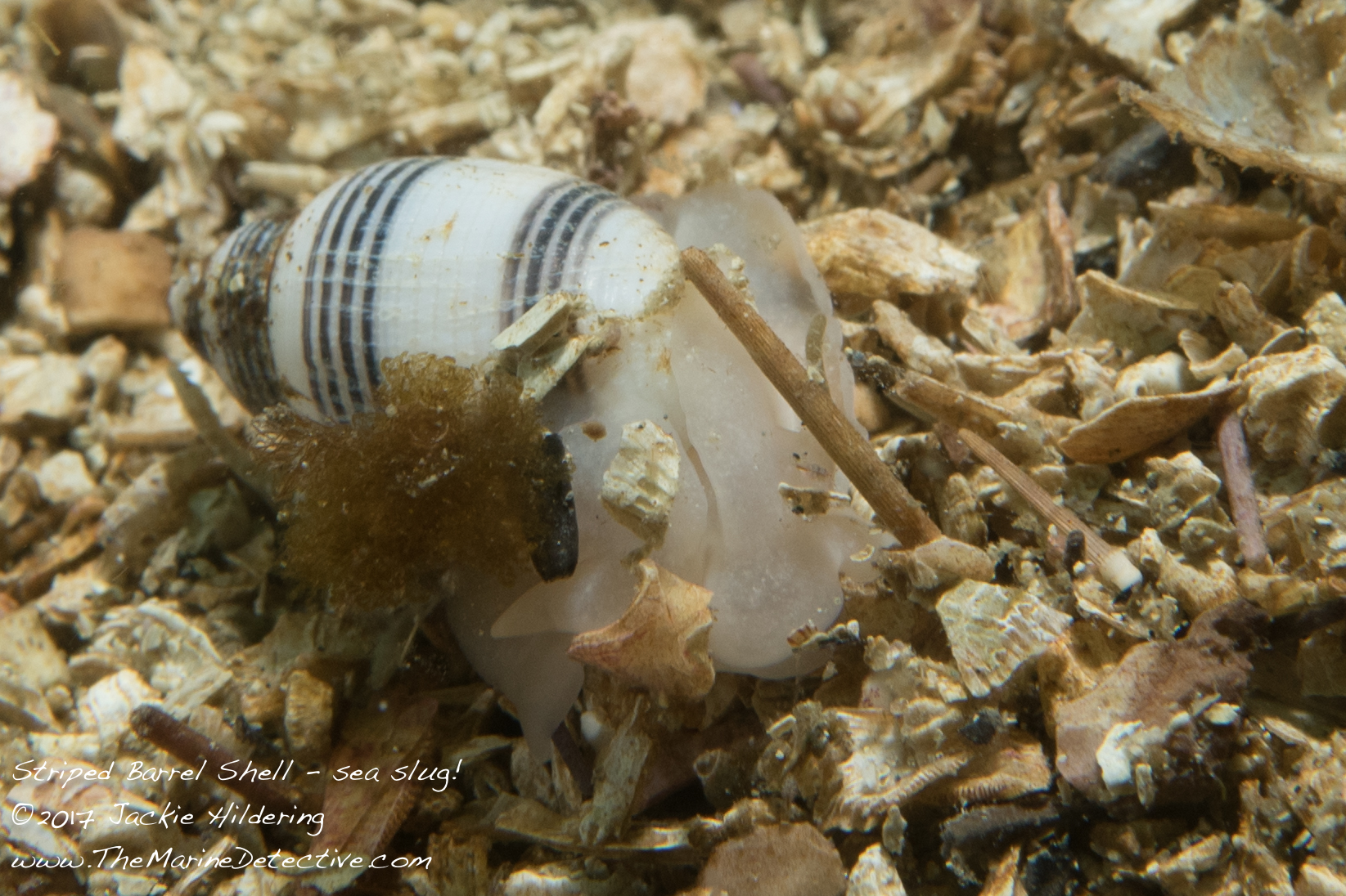 Shelled Sea Slug! A small mystery solved. | The Marine Detective