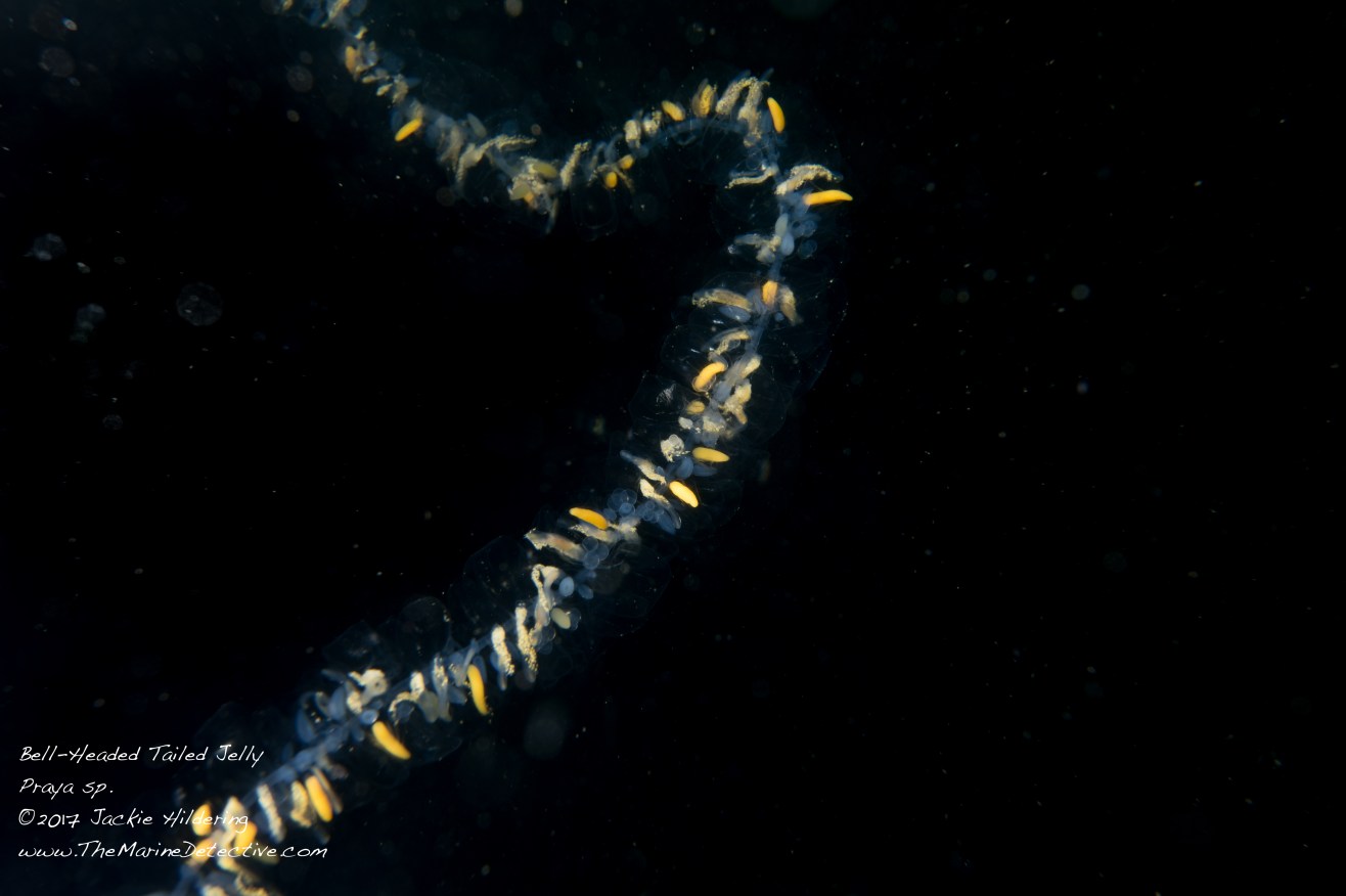 Giant Siphonophore (Praya species) | The Marine Detective