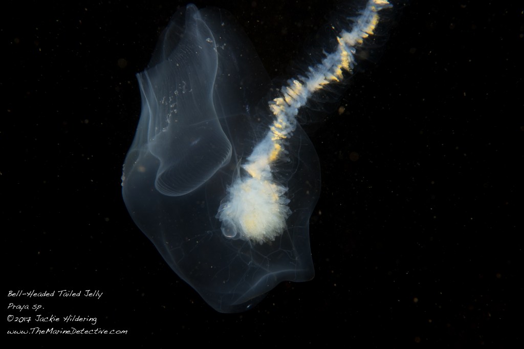 Giant Siphonophore (Praya species) | The Marine Detective