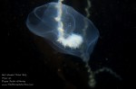 Giant Siphonophore (Praya species) | The Marine Detective