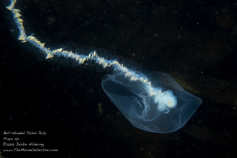 Giant Siphonophore (Praya species) | The Marine Detective