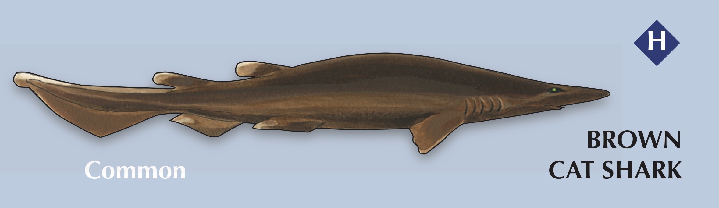 Sharks Among Us – The Brown Cat Shark | The Marine Detective