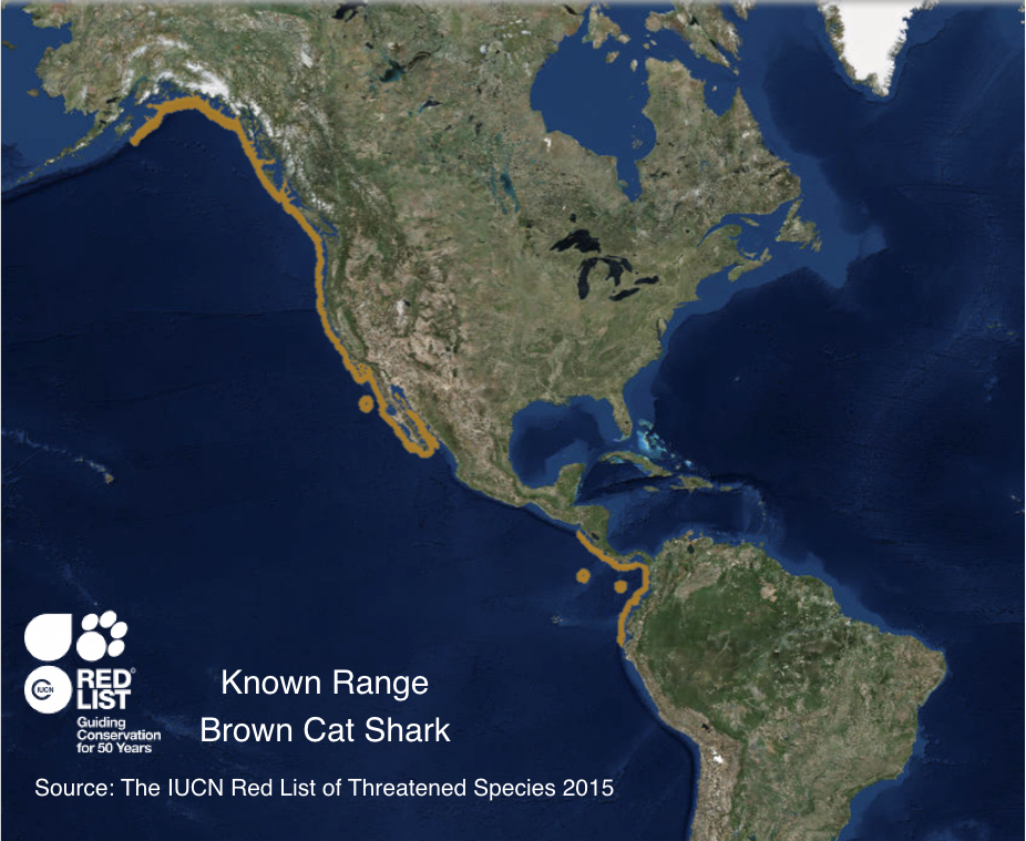 Sharks Among Us – The Brown Cat Shark | The Marine Detective
