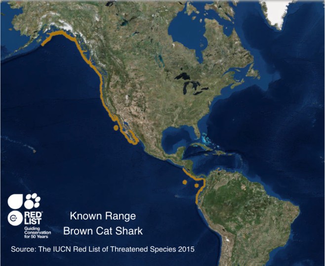 Sharks Among Us – The Brown Cat Shark | The Marine Detective