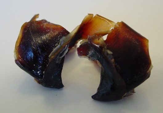 How Do Octopuses Poo? | The Marine Detective