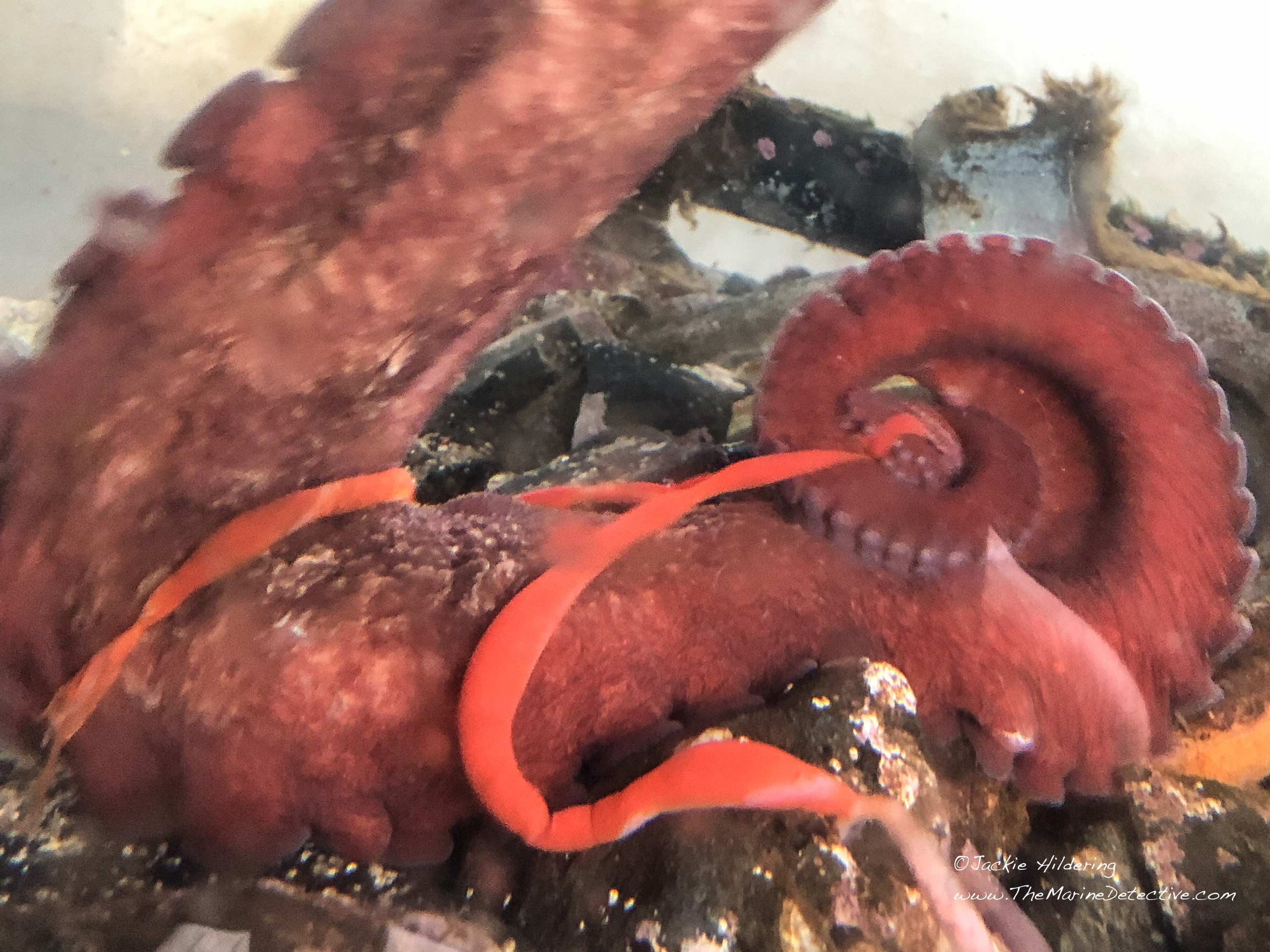 How Do Octopuses Poo? | The Marine Detective